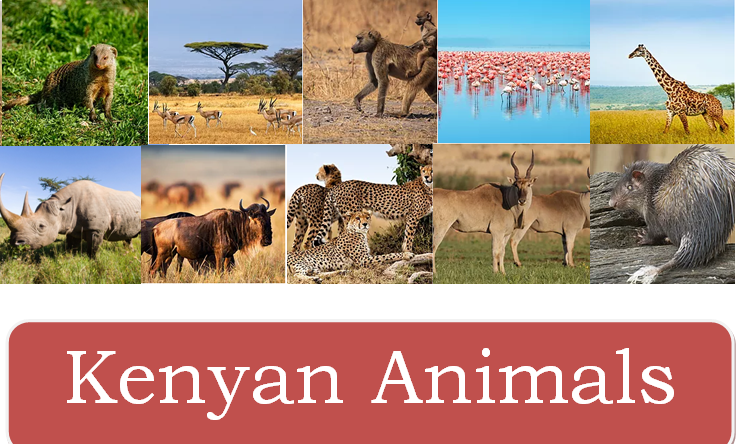 Mash > Class Level > Kenya
