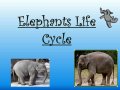 Mash > Class Level > Elephants Life Cycle